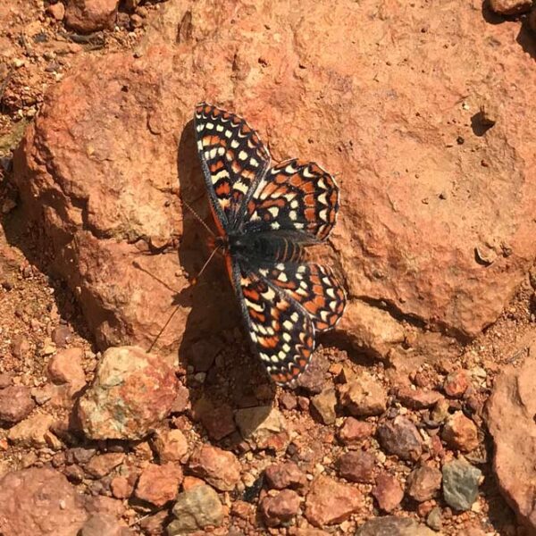 Quino Checkerspot Butterfly - SummitWest Environmental, Inc.