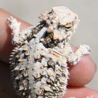 Flat-Tailed Horned Lizard - SummitWest Environmental, Inc.