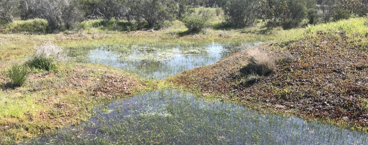 California Fairy Shrimp | SummitWest