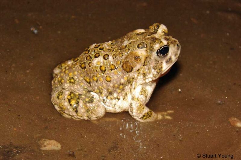 Arroyo Toad - SummitWest Environmental, Inc.