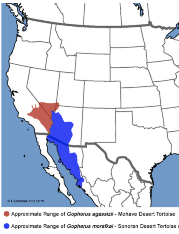 Mojave Desert Tortoise - SummitWest Environmental, Inc.