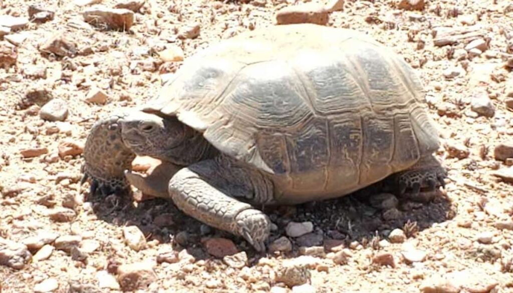 Mojave Desert Tortoise - SummitWest Environmental, Inc.