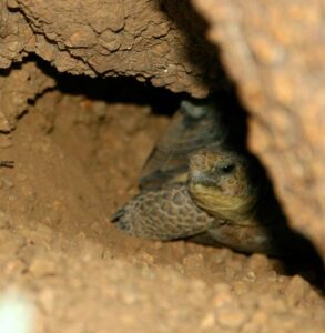 Mojave Desert Tortoise - SummitWest Environmental, Inc.